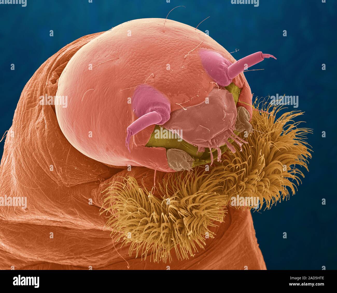 Coloured scanning electron micrograph (SEM) of Bloodworm head ...