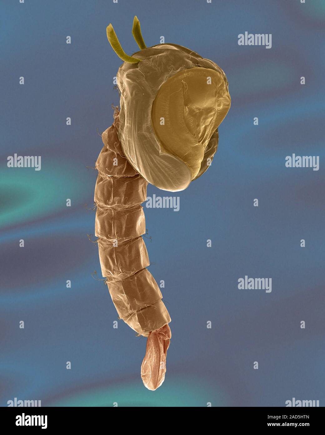 Coloured scanning electron micrograph (SEM) of Mosquito pupa (Culex sp ...