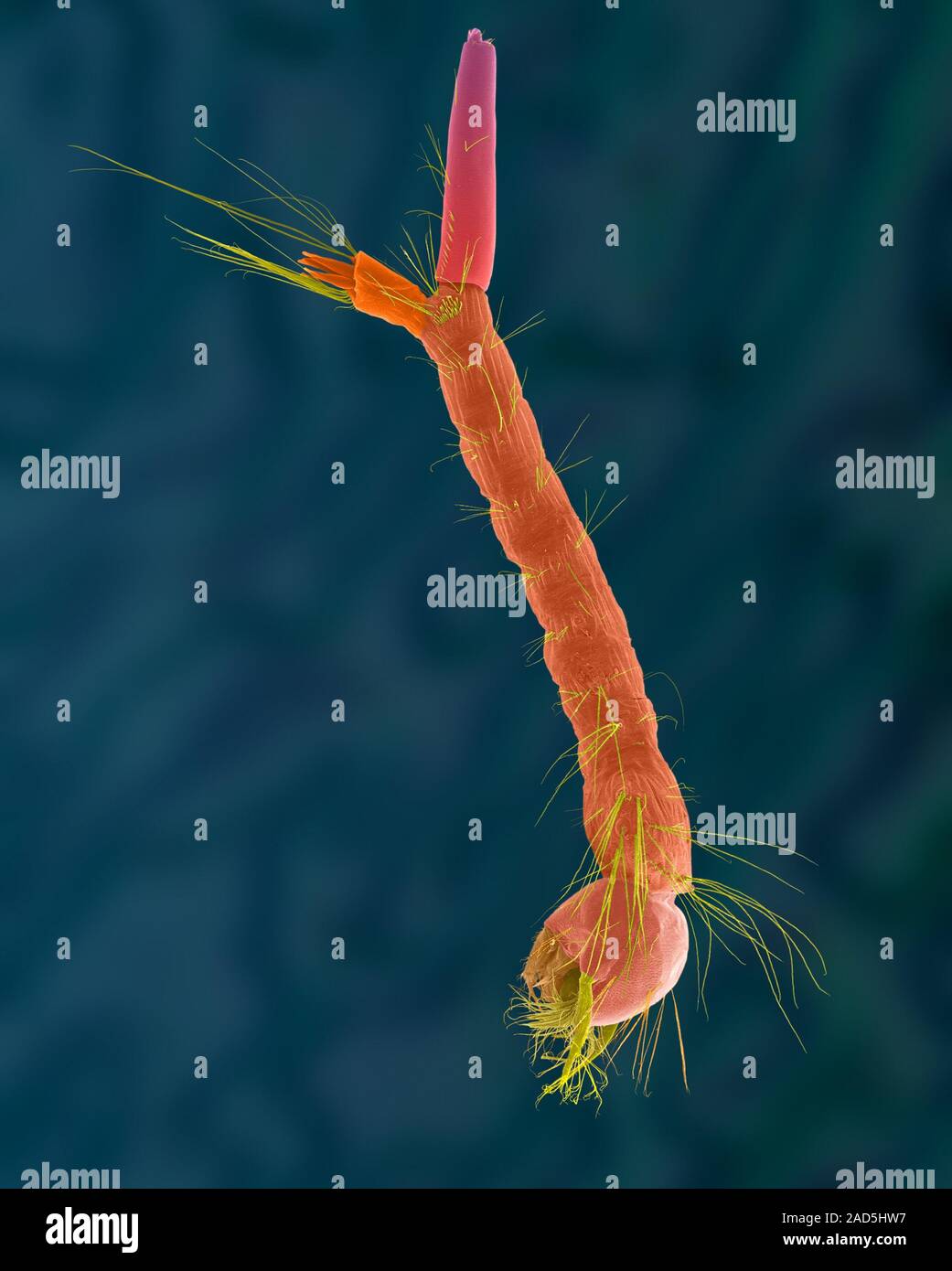 Coloured scanning electron micrograph (SEM) of Mosquito larva ...