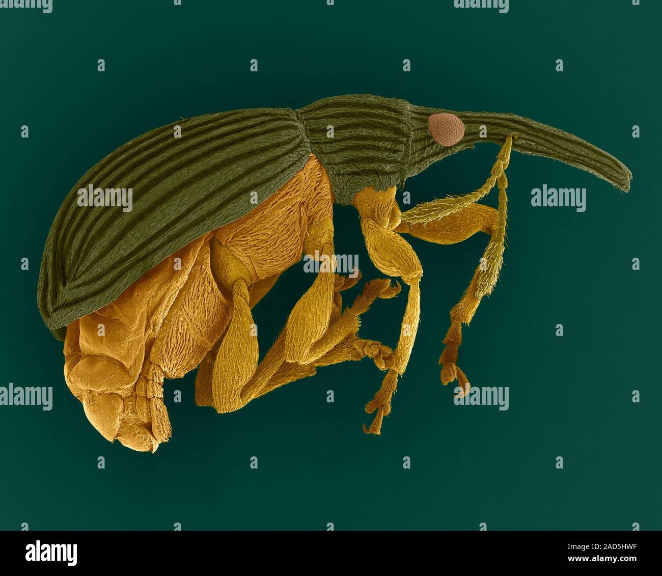 Coloured scanning electron micrograph (SEM) of Seed feeding weevil ...