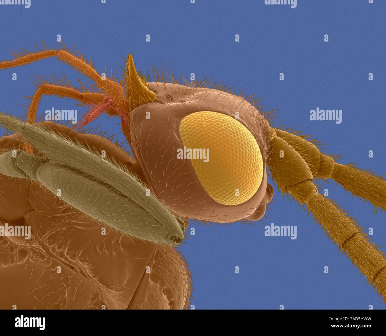 Coloured scanning electron micrograph (SEM) of Biting midge head ...