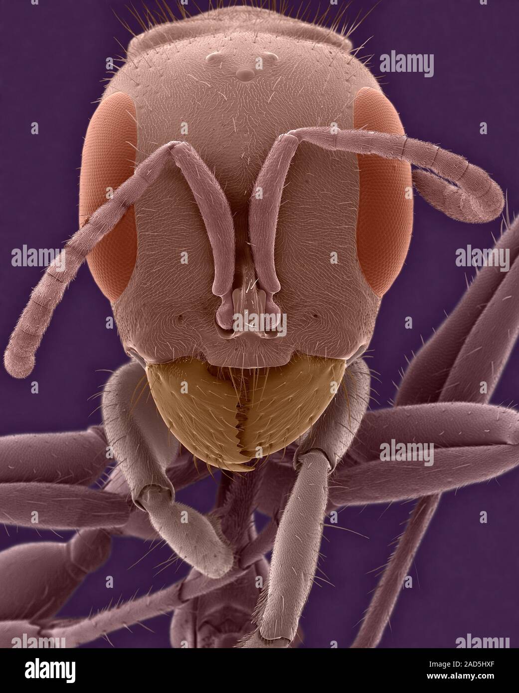 Coloured scanning electron micrograph (SEM) of Mexican ant ...