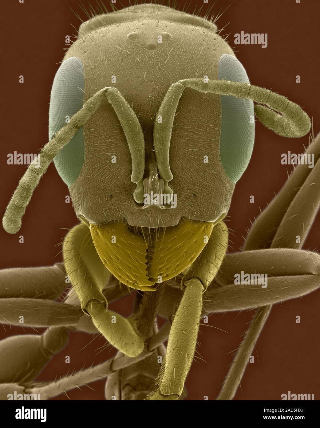 Coloured scanning electron micrograph (SEM) of Mexican ant ...