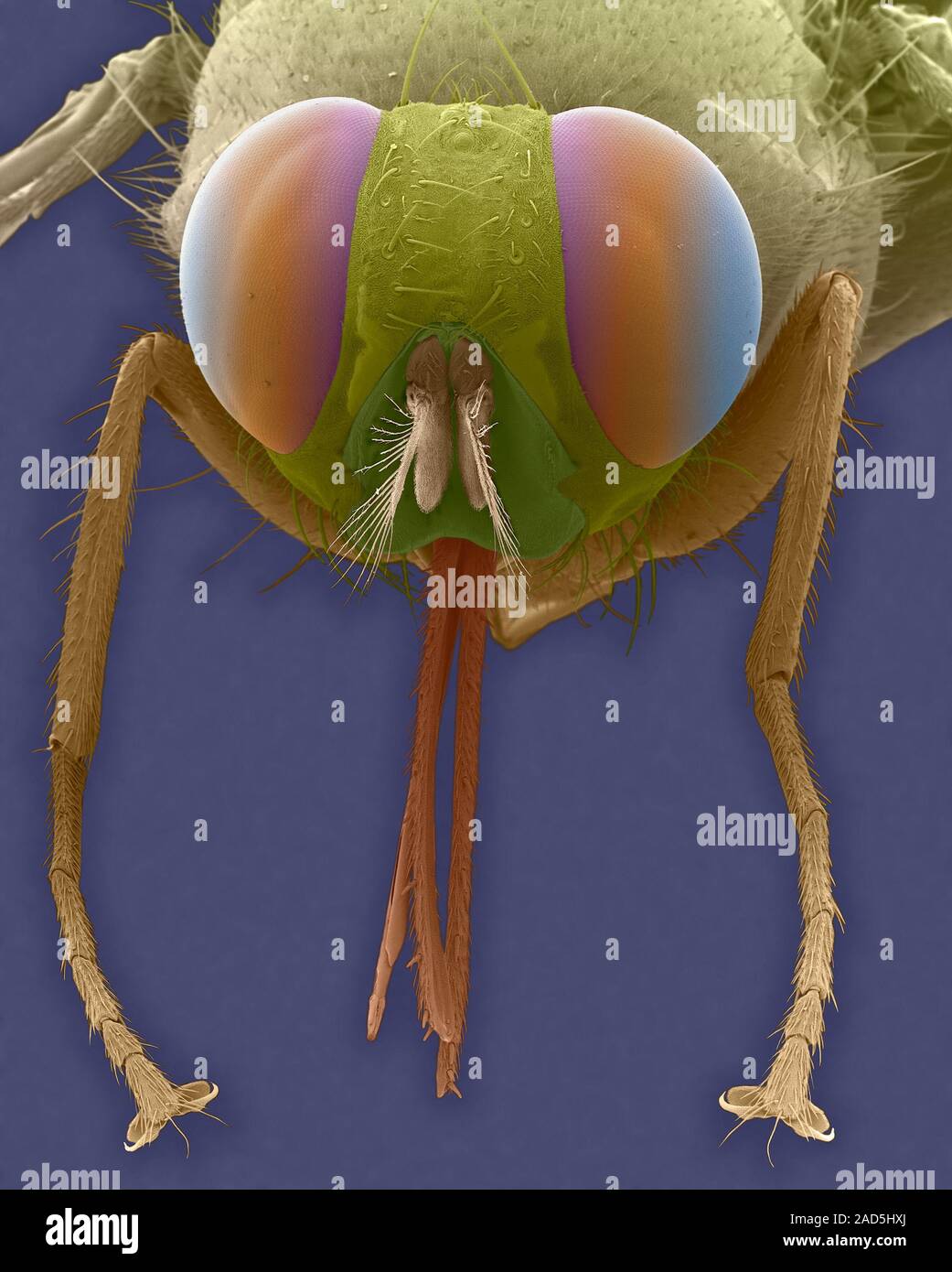 Coloured scanning electron micrograph (SEM) of Tsetse fly head ...