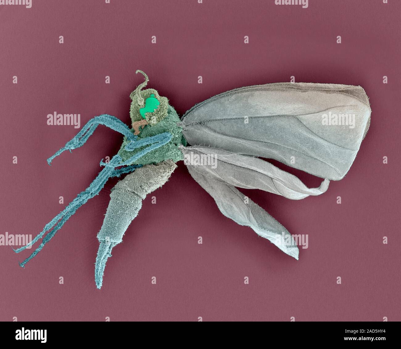 Coloured scanning electron micrograph (SEM) of Whitefly young adult ...