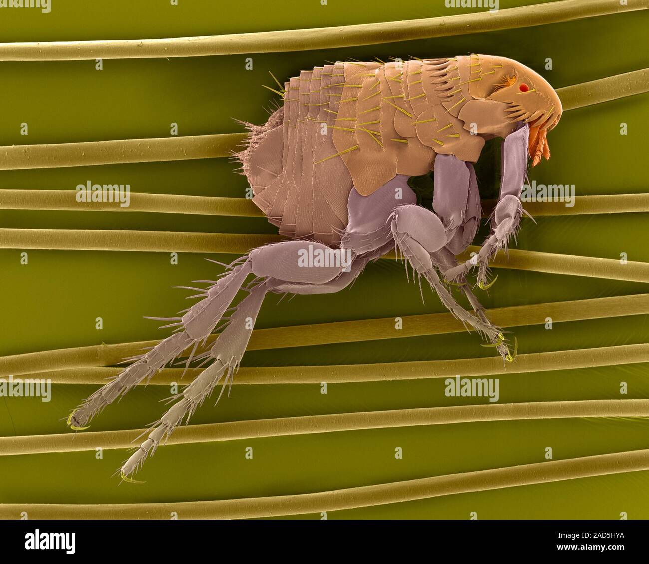 Coloured scanning electron micrograph (SEM) of a common dog flea ...