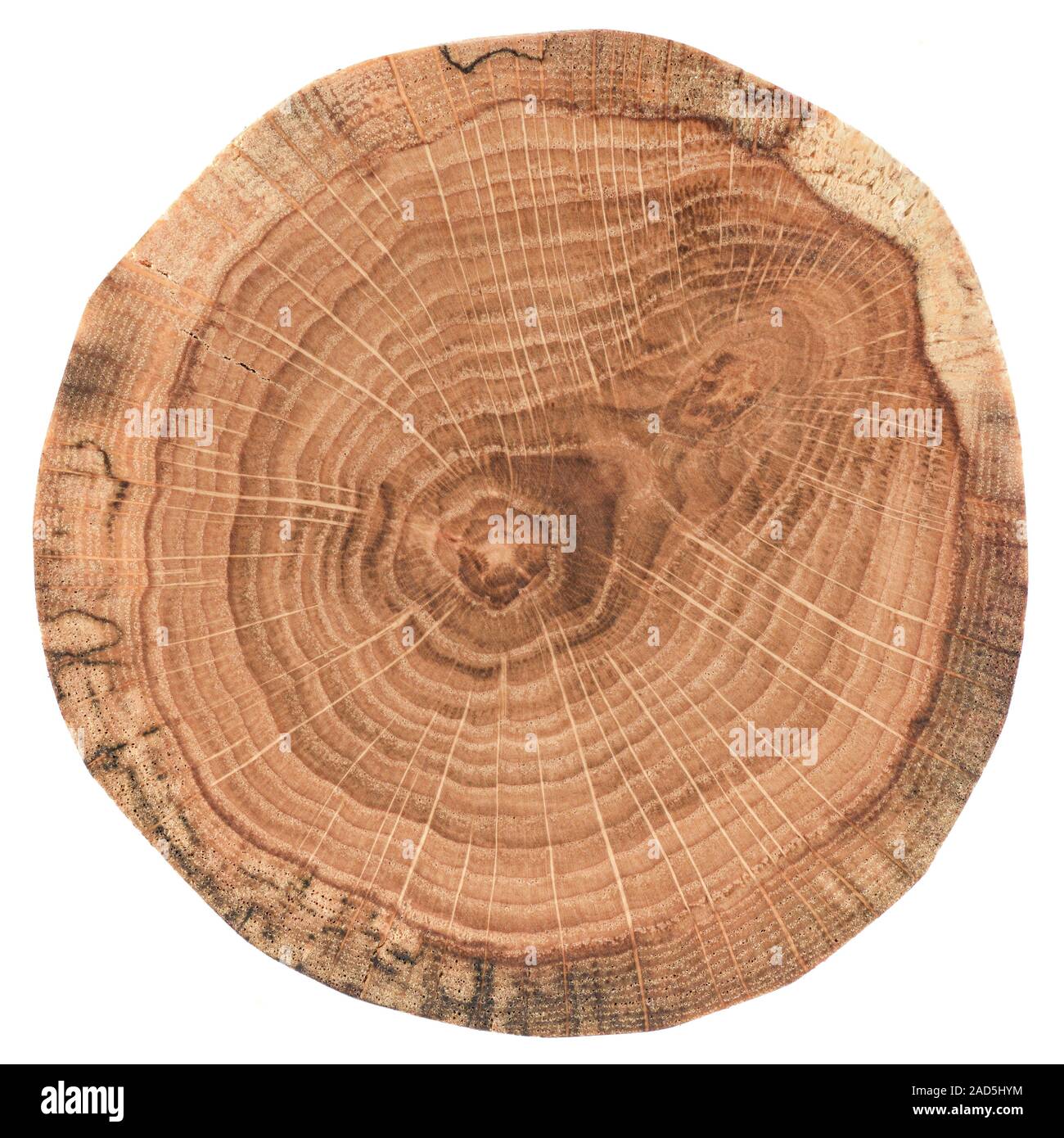 Piece of circular wood cross section with tree growth rings. Oak tree ...
