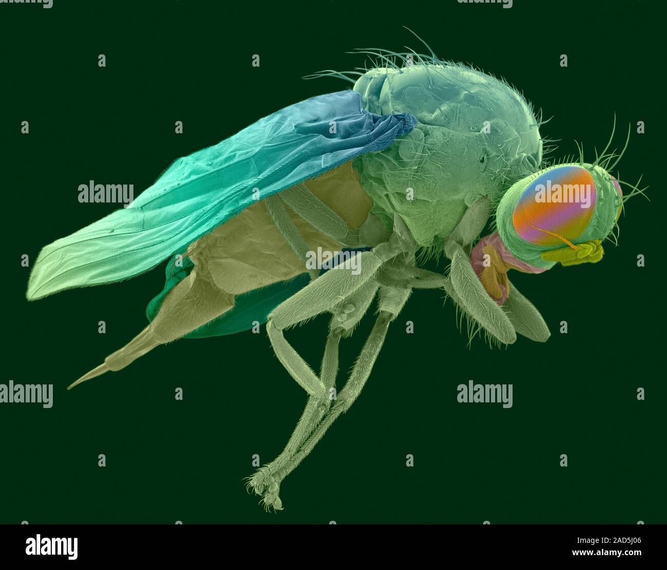 Coloured scanning electron micrograph (SEM) of Female Mediterranean ...