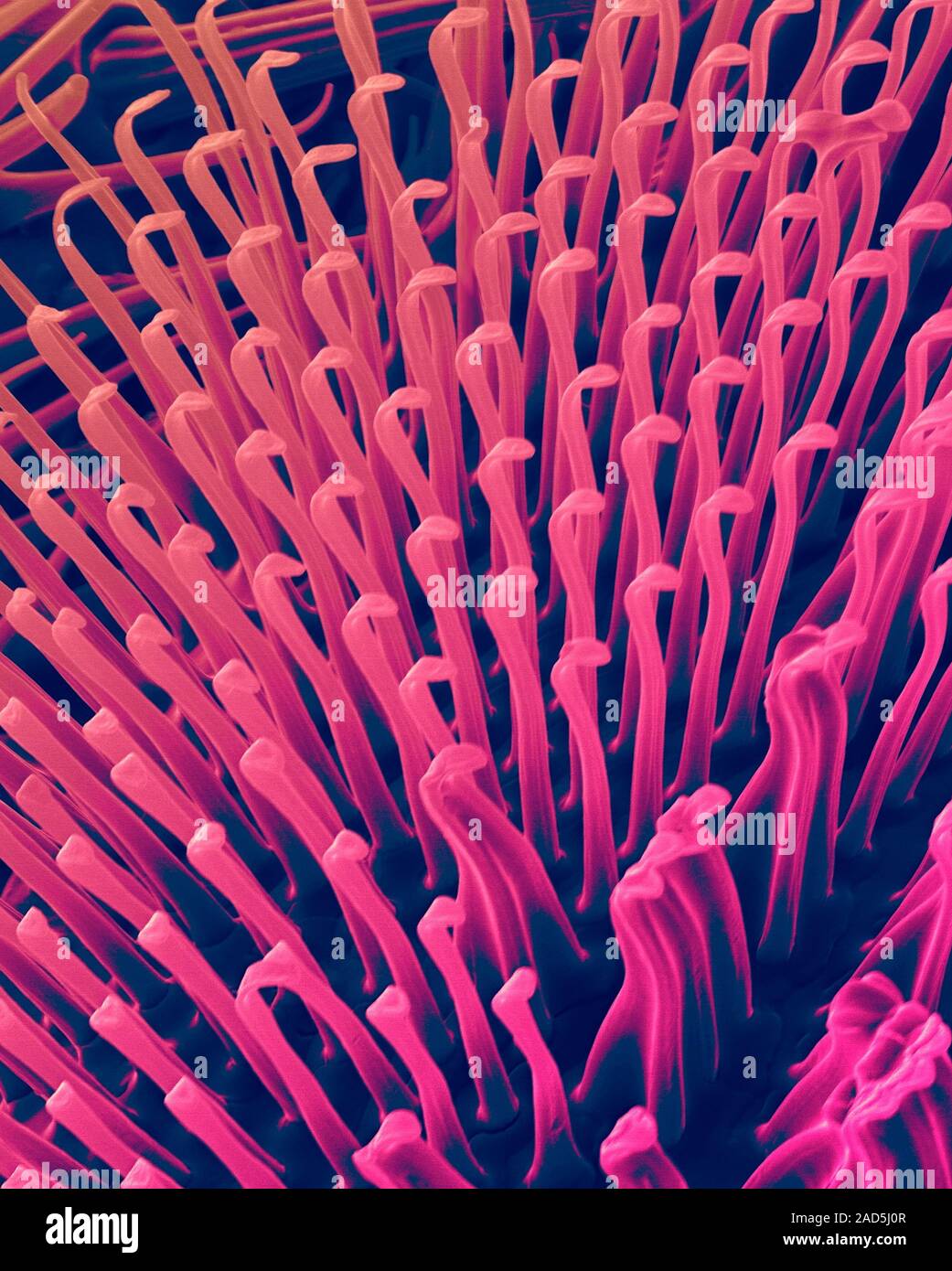 Coloured scanning electron micrograph (SEM) of Mediterranean fruit fly ...