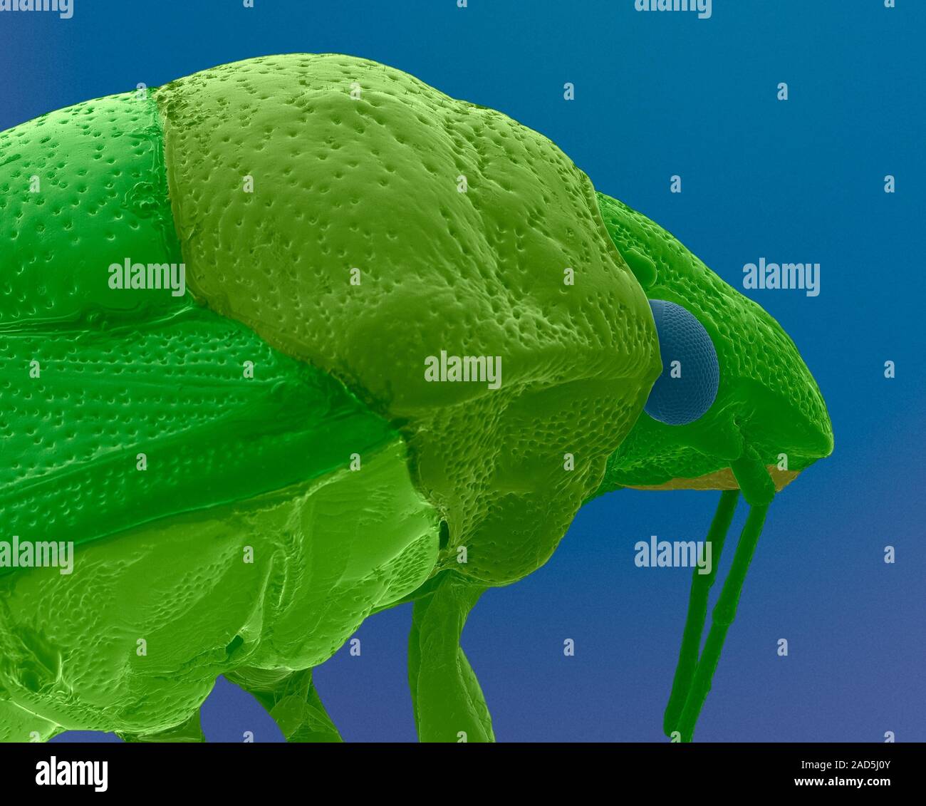 Coloured scanning electron micrograph (SEM) of Twice-stabbed stink bug ...