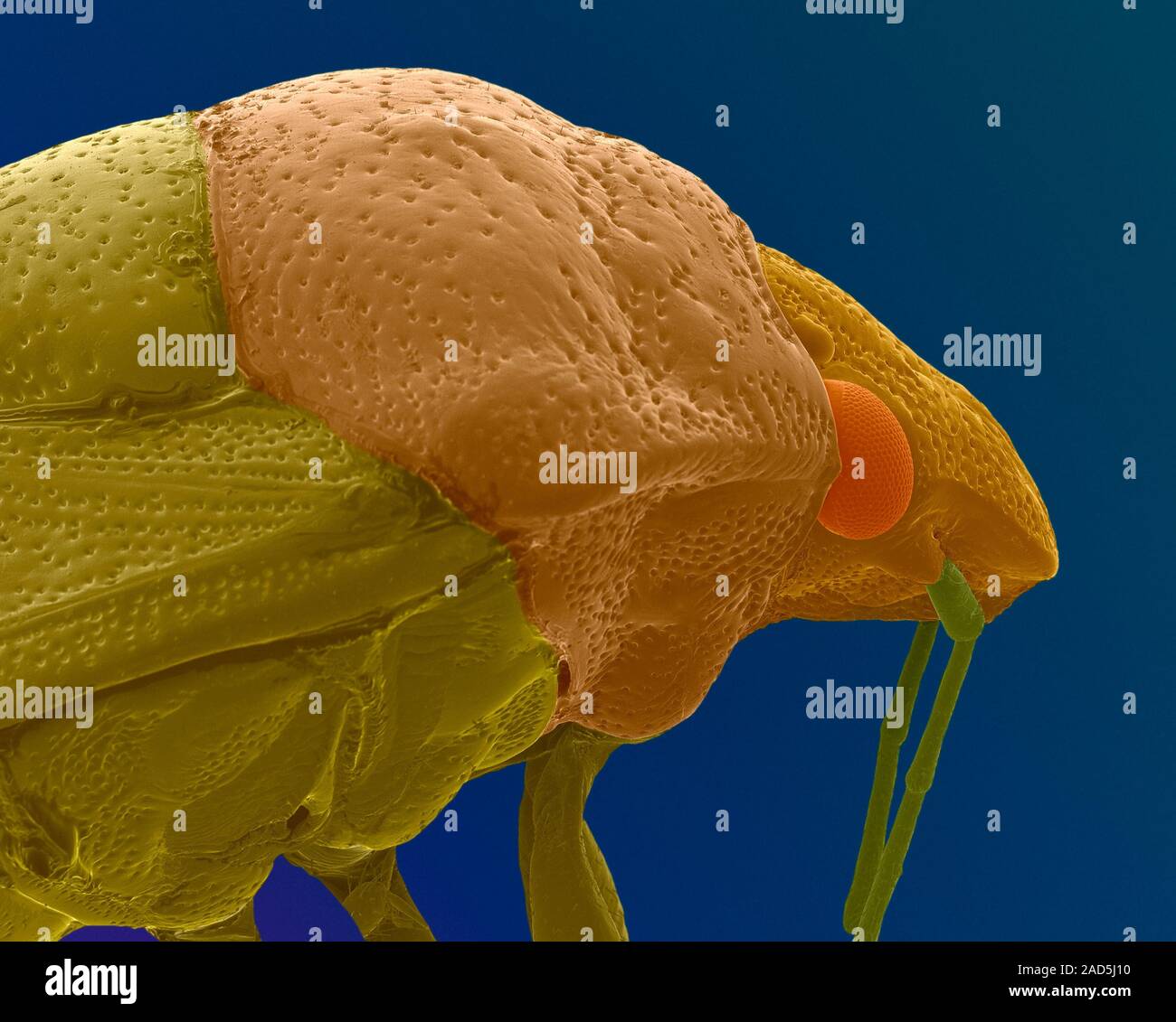 Coloured scanning electron micrograph (SEM) of Twice-stabbed stink bug ...