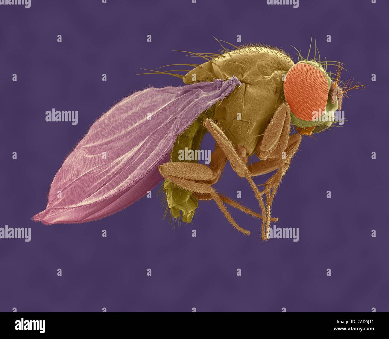 Coloured scanning electron micrograph (SEM) of Fruit fly Drosophila sp ...