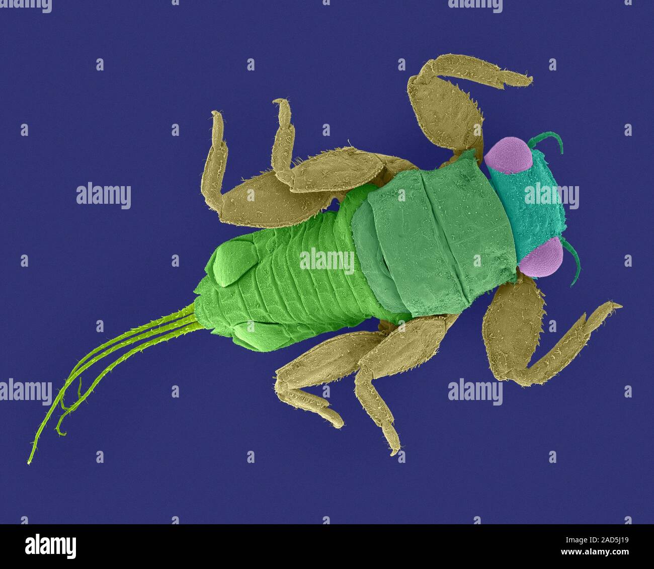 Coloured scanning electron micrograph (SEM) of Aquatic nymph stage of ...