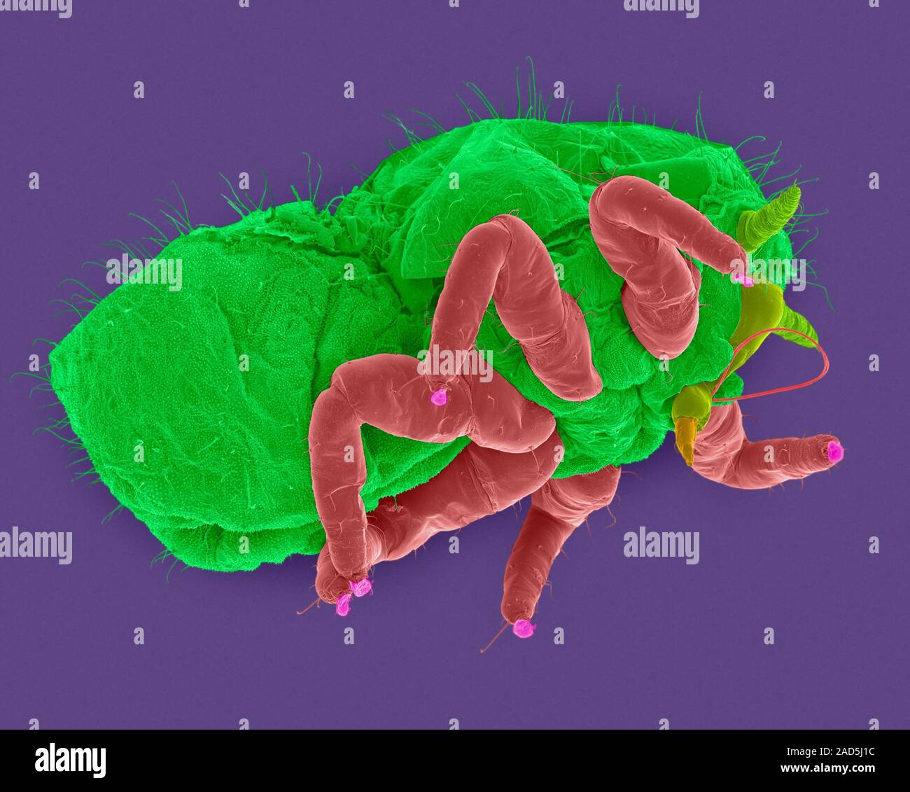 Coloured scanning electron micrograph (SEM) of Psyllid nymph (.) in a ...