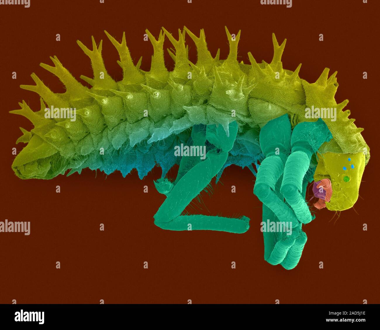 Coloured scanning electron micrograph (SEM) of Ladybug larva ...