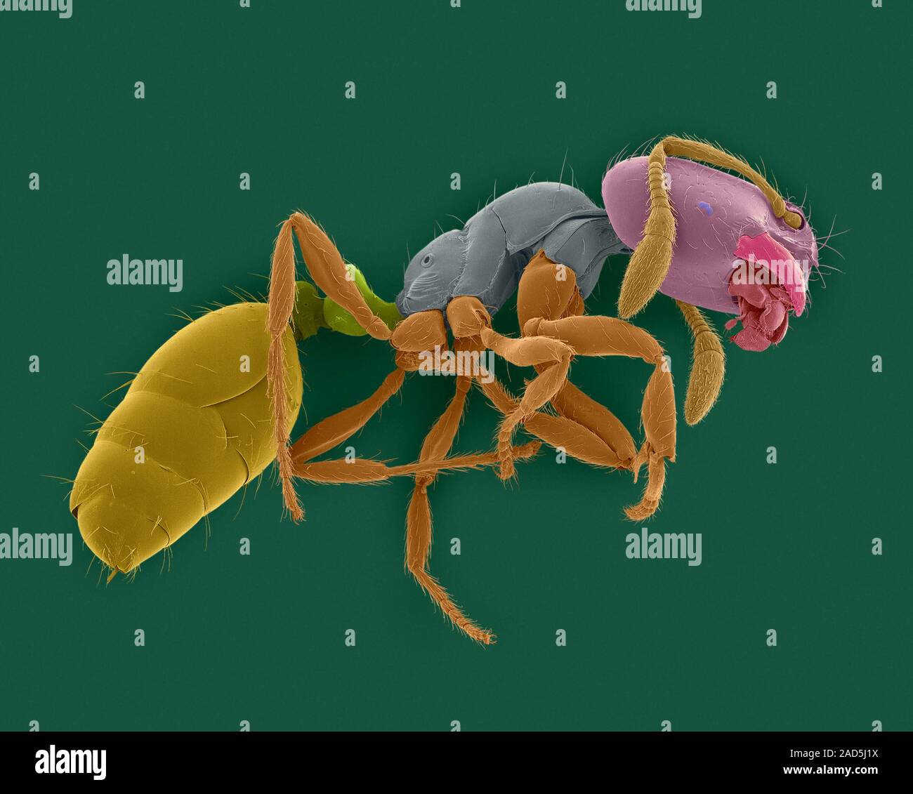 Coloured scanning electron micrograph (SEM) of Red imported fire ant ...