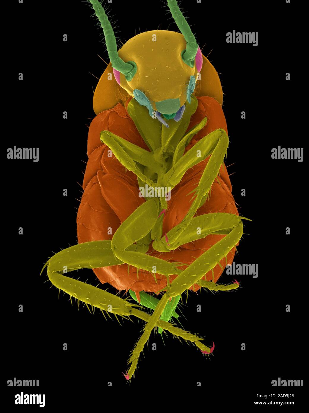 Coloured scanning electron micrograph (SEM) of American cockroach ...