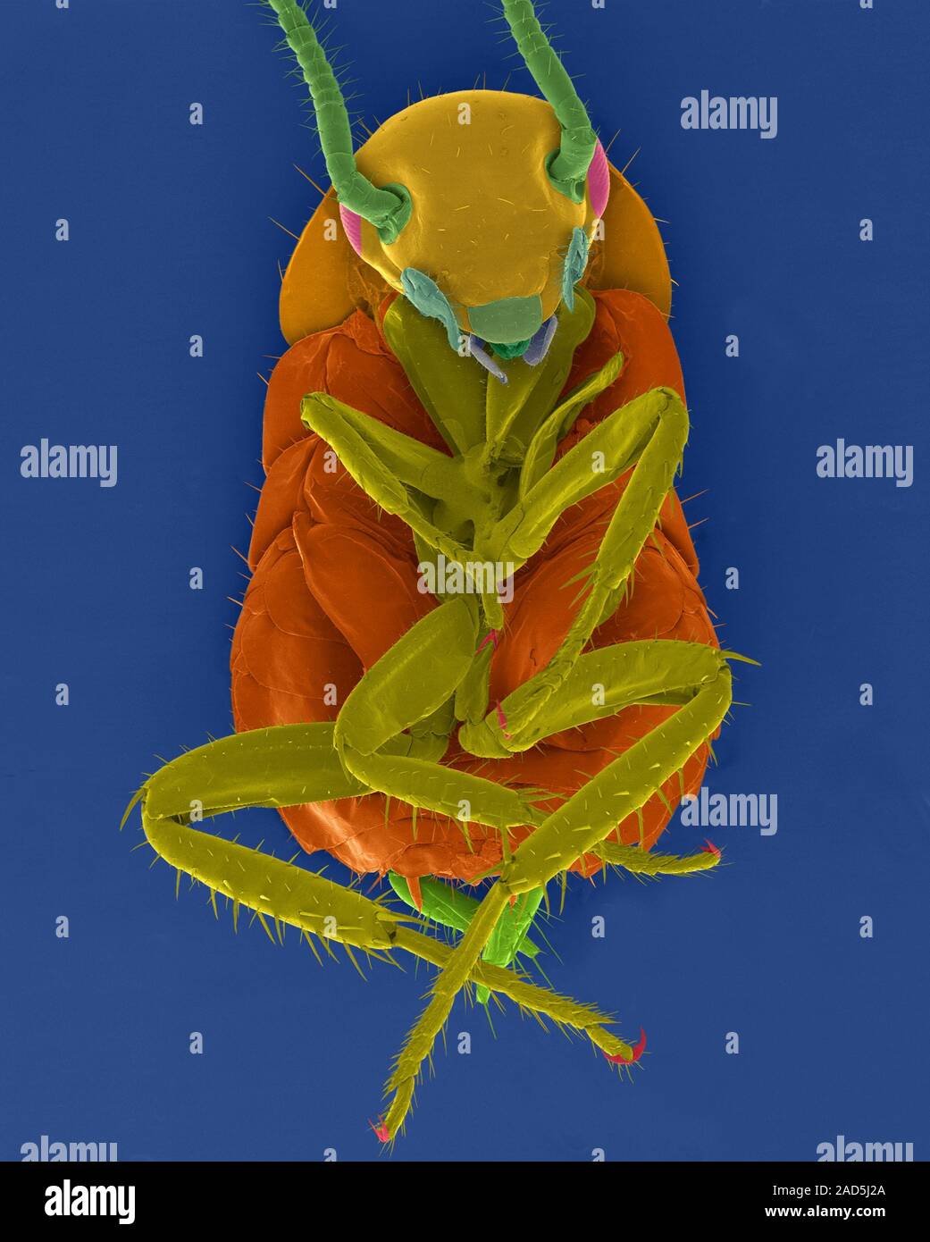 Coloured scanning electron micrograph (SEM) of American cockroach ...