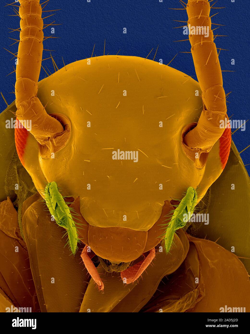 Coloured scanning electron micrograph (SEM) of American cockroach head ...