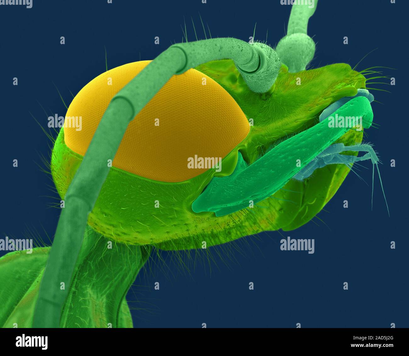 Coloured scanning electron micrograph (SEM) of Emerald cockroach wasp ...