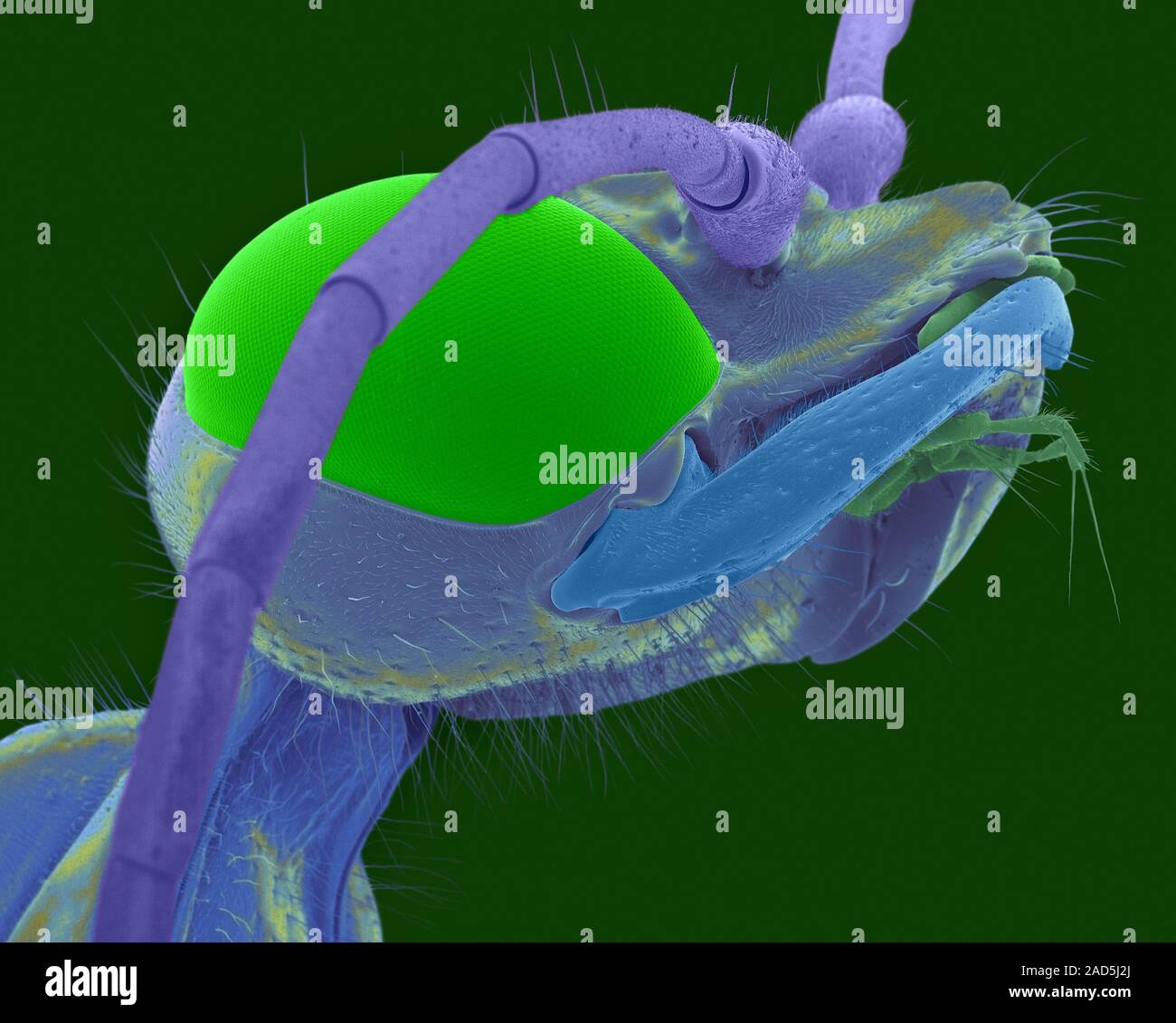 Coloured scanning electron micrograph (SEM) of Emerald cockroach wasp ...