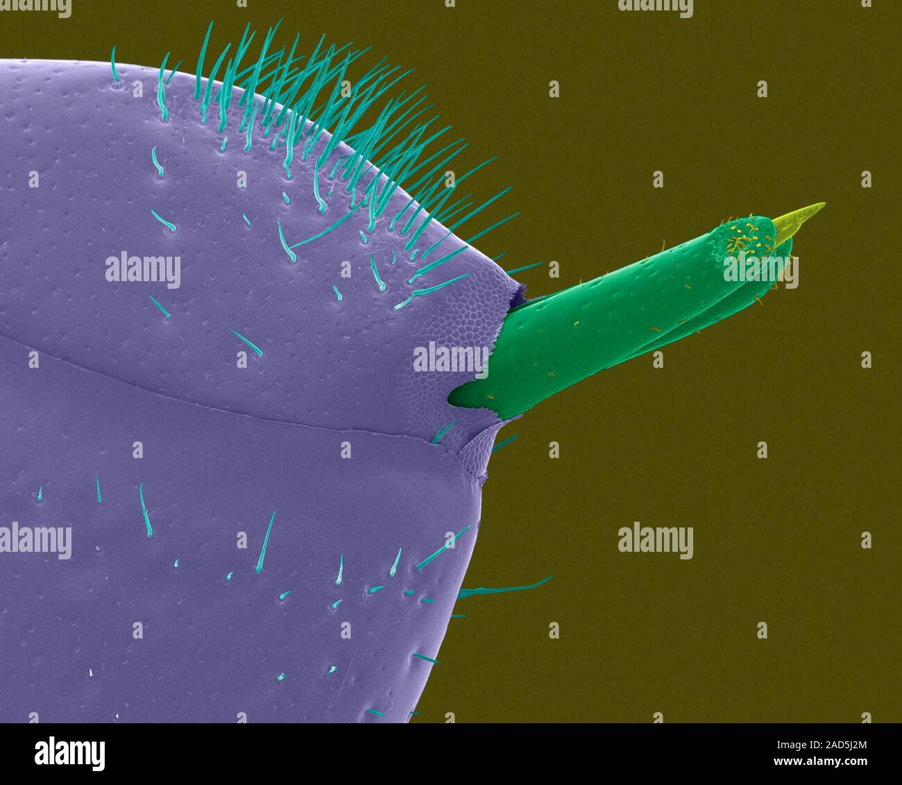 Coloured scanning electron micrograph (SEM) of Emerald cockroach wasp ...