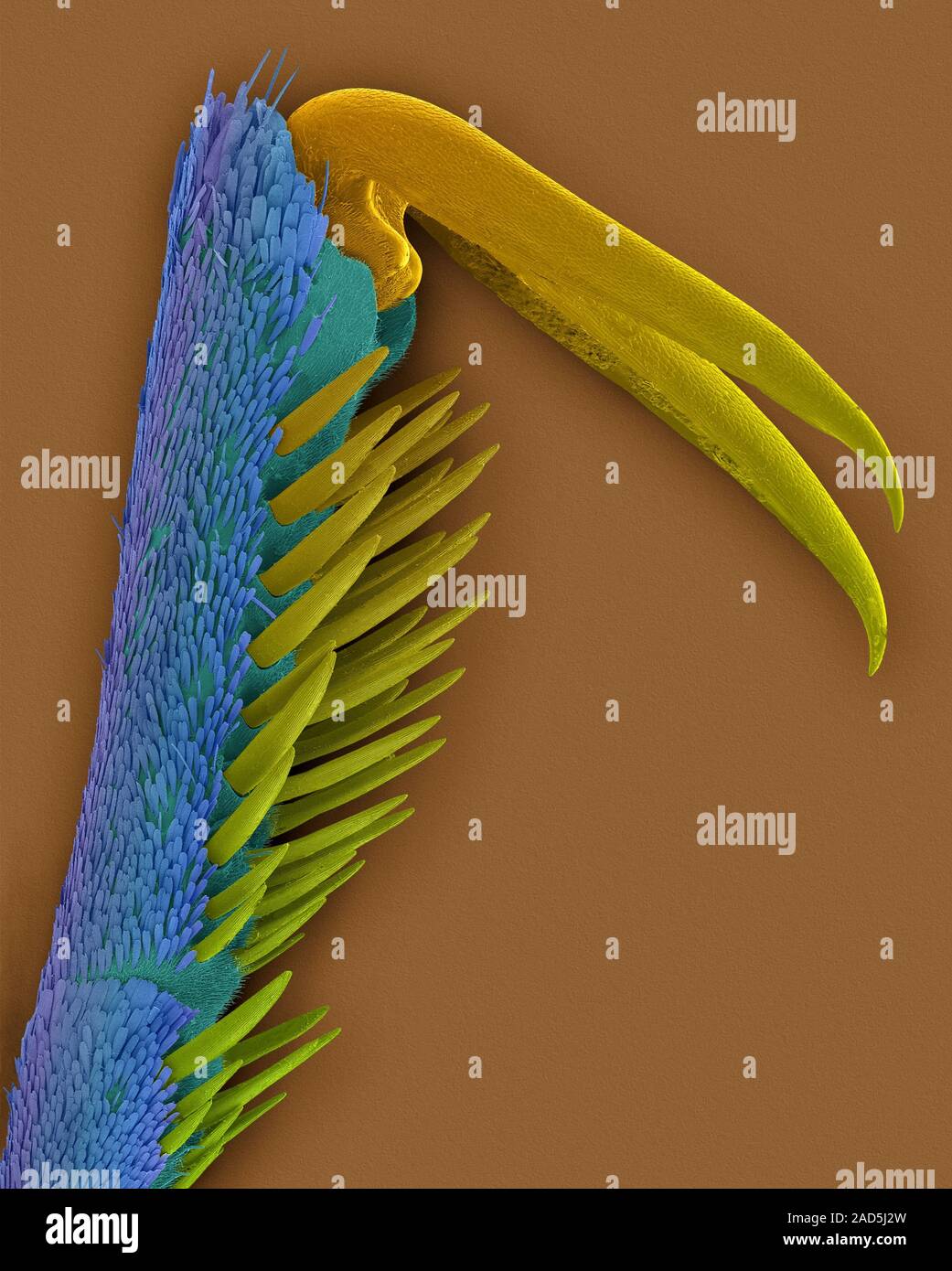 Coloured scanning electron micrograph (SEM) of Monarch butterfly claw ...