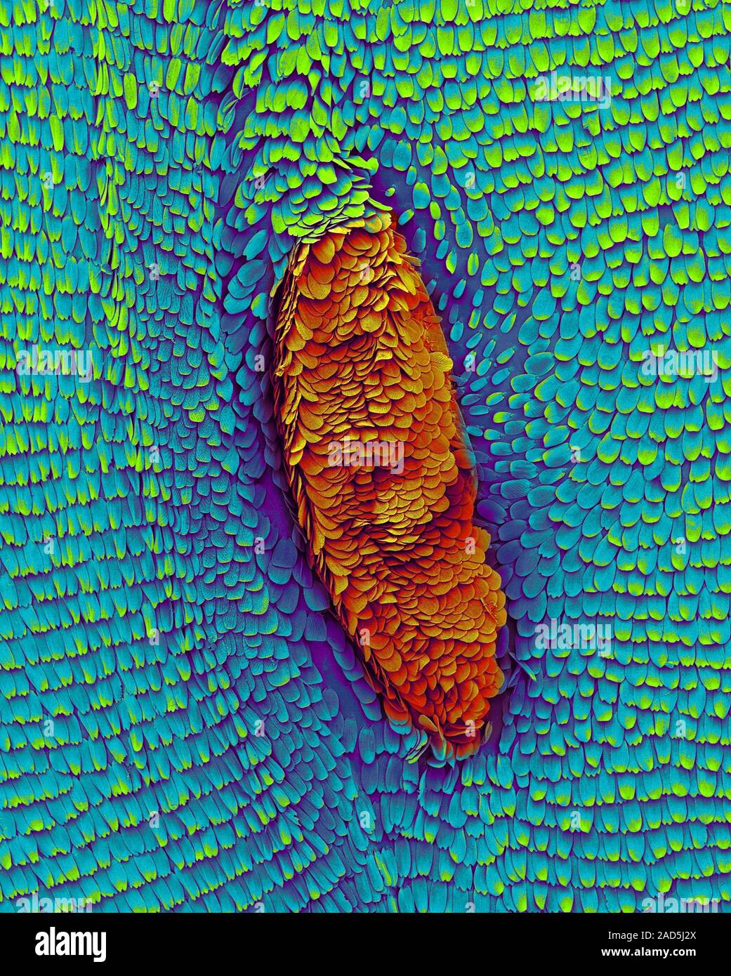 Coloured scanning electron micrograph (SEM) of Monarch butterfly wing ...