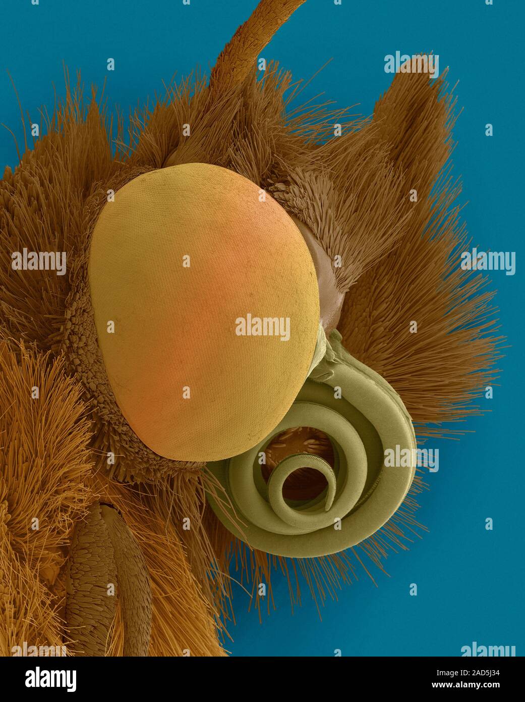 Coloured scanning electron micrograph (SEM) of Monarch butterfly head ...
