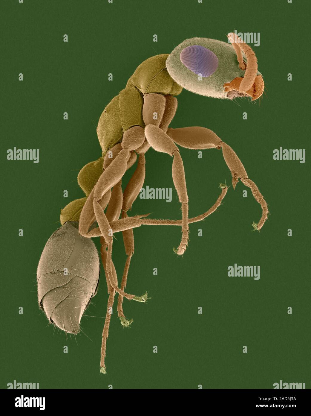 Coloured scanning electron micrograph (SEM) of Wasp-like ant ...