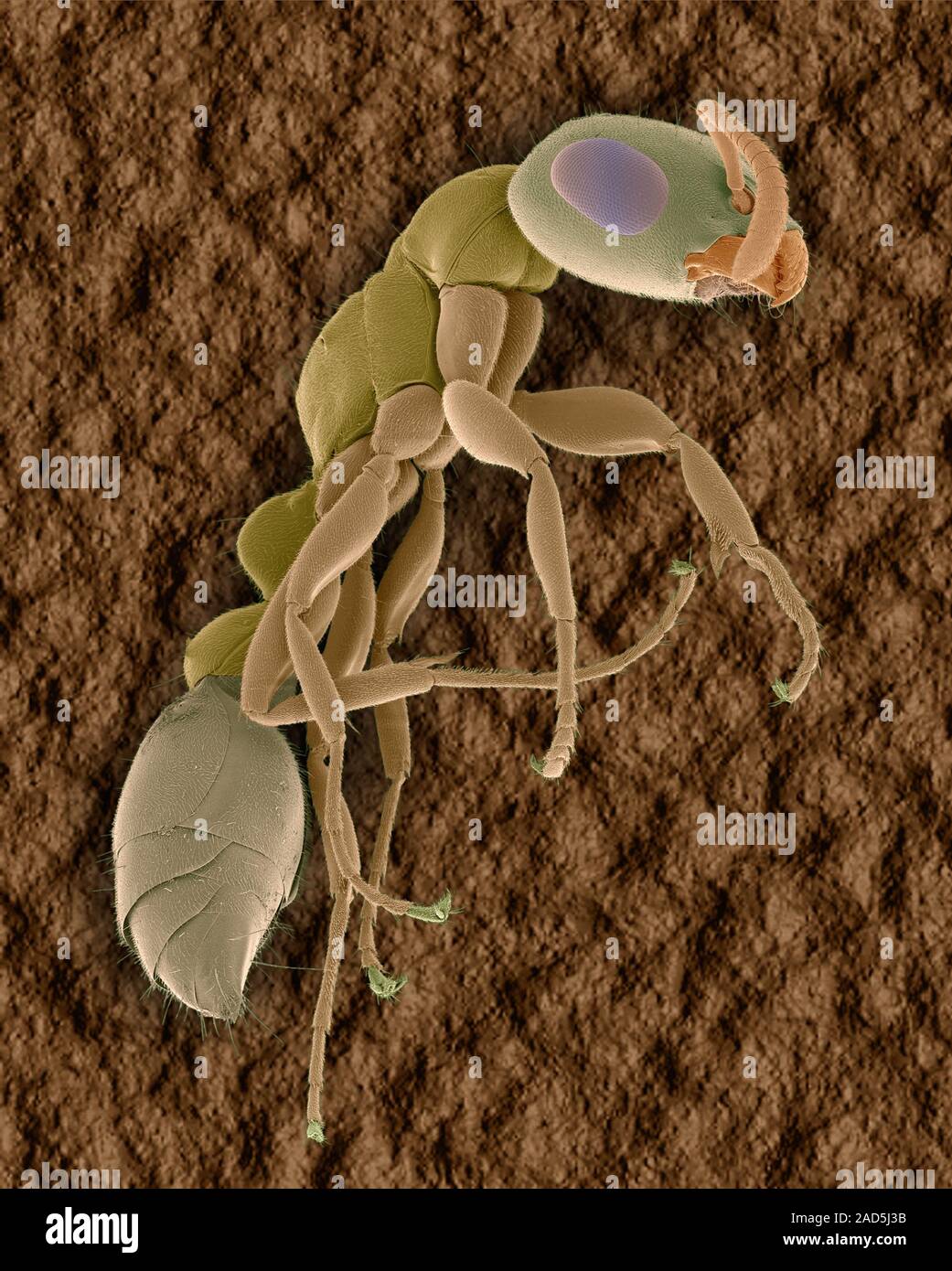 Coloured scanning electron micrograph (SEM) of Wasp-like ant ...