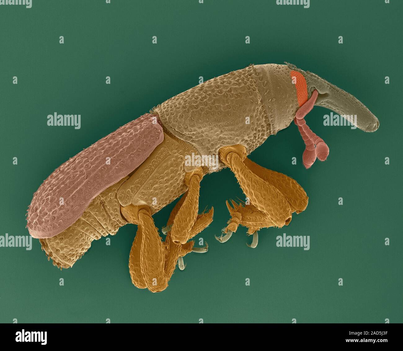 Coloured scanning electron micrograph (SEM) of Rice weevil (Sitophilus ...