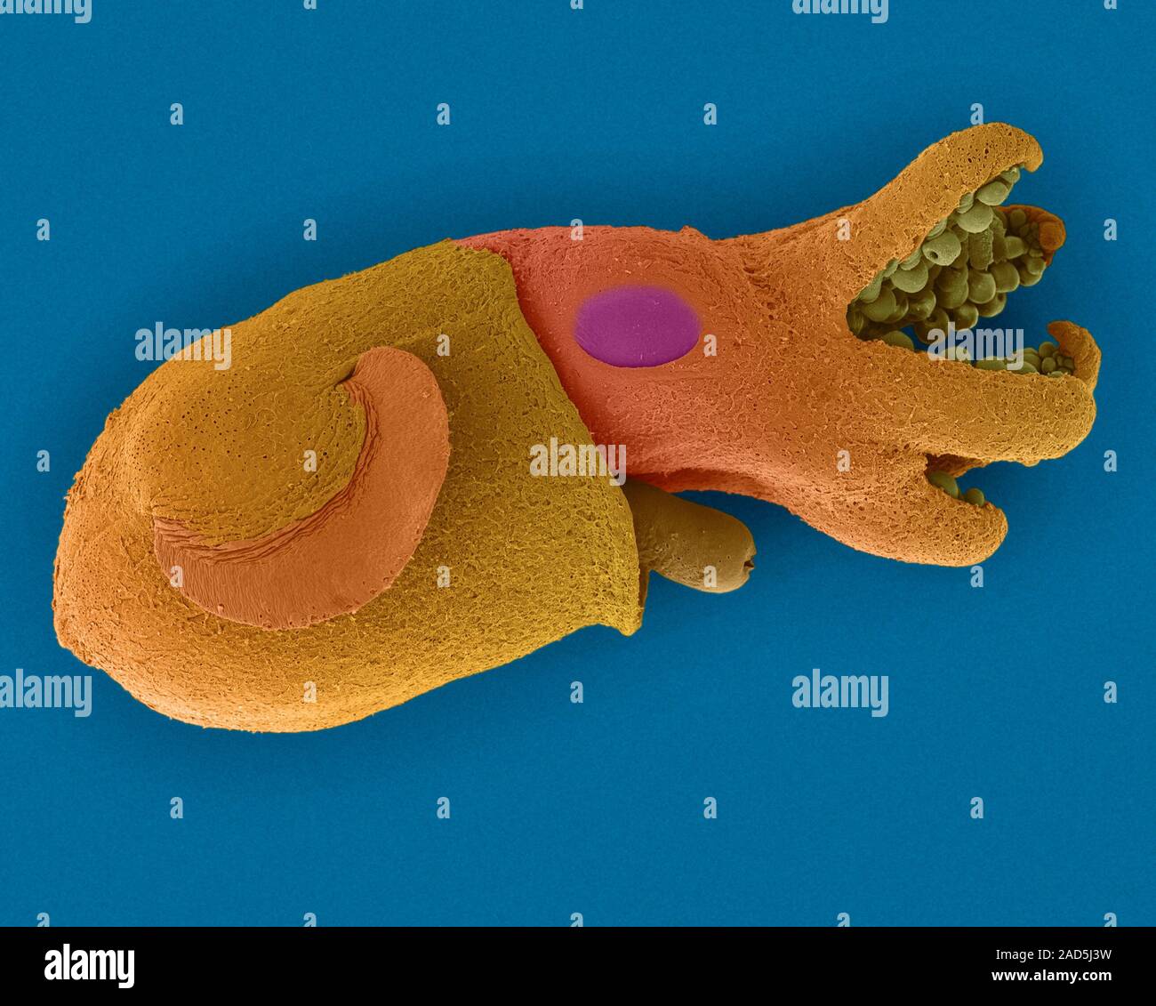 Coloured scanning electron micrograph (SEM) of Immature Hawaiian ...
