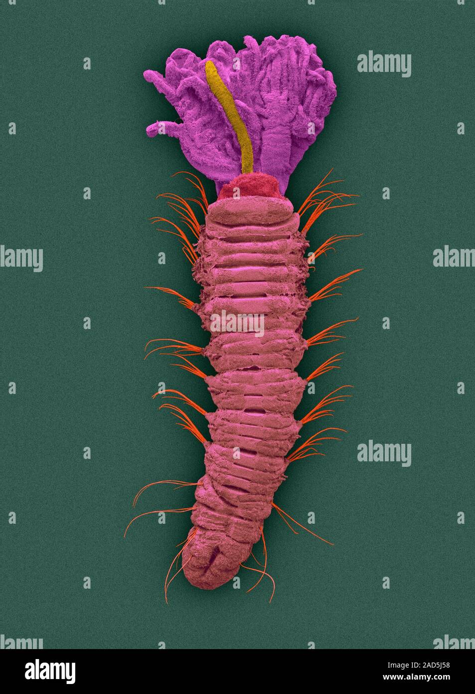 Coloured scanning electron micrograph (SEM) of The Polychaeta are a ...
