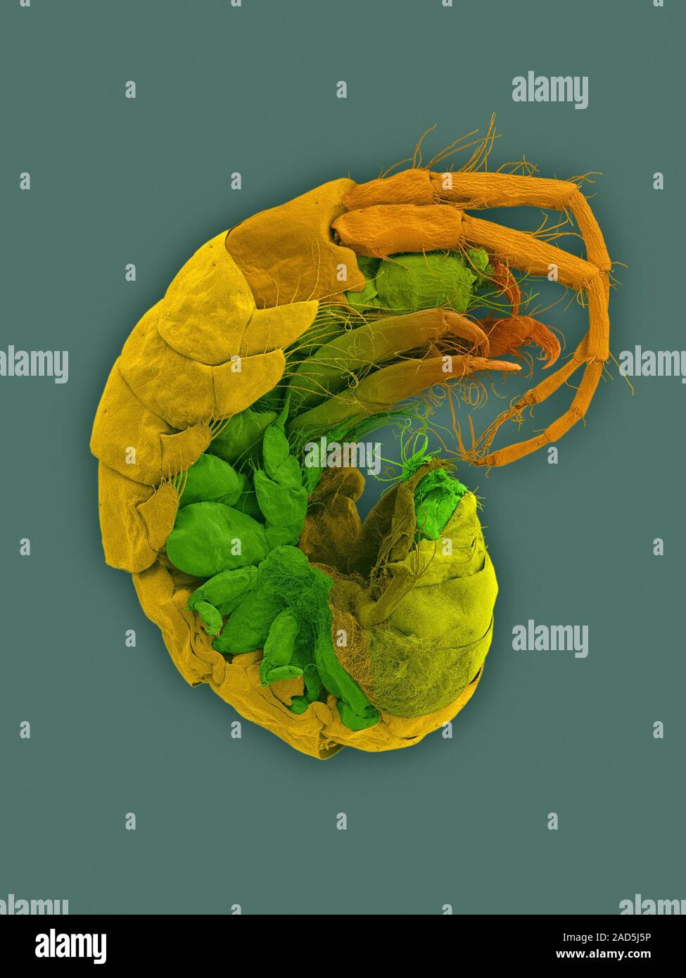 Coloured scanning electron micrograph (SEM) of Marine amphipod ...