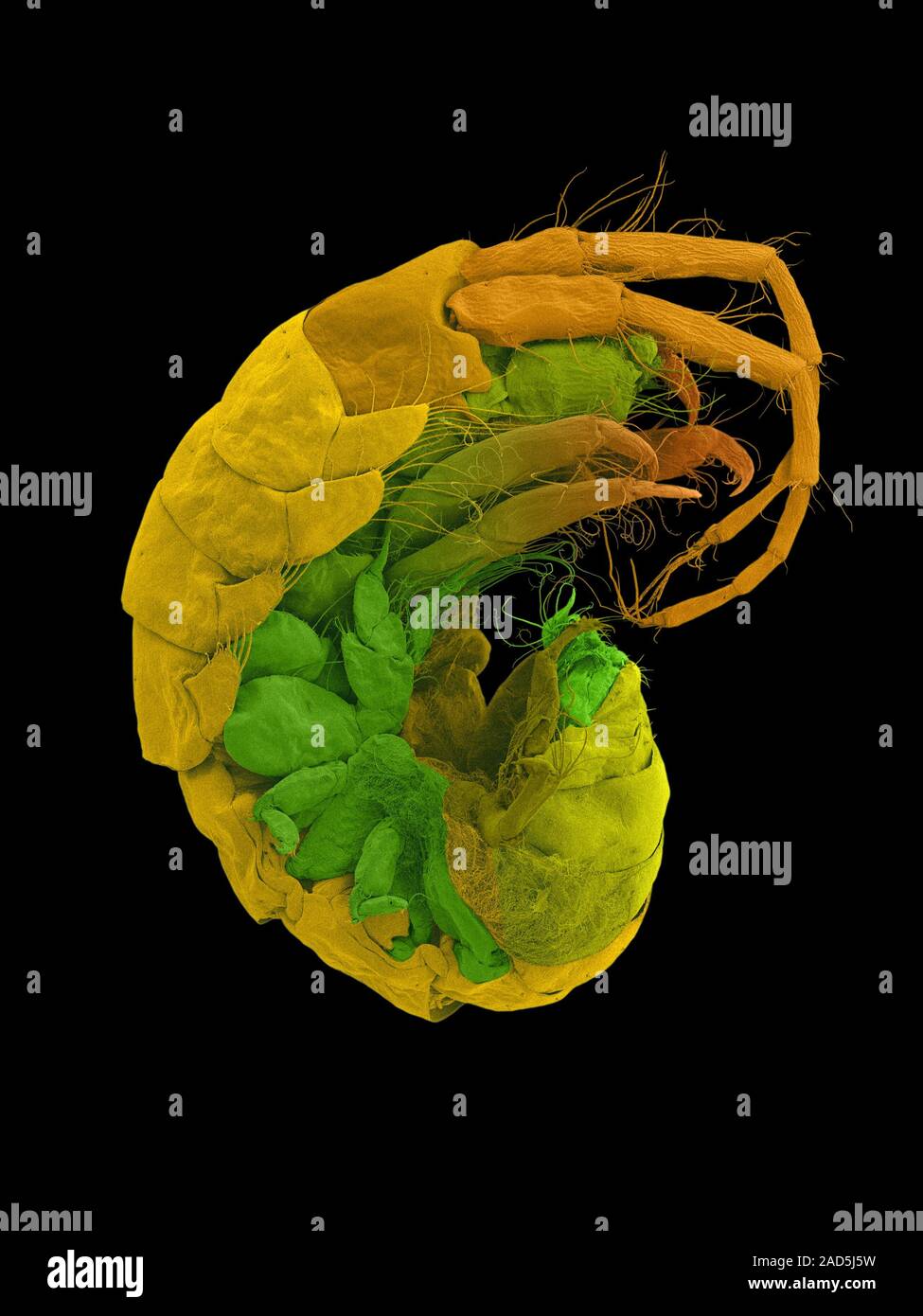 Coloured scanning electron micrograph (SEM) of Marine amphipod ...