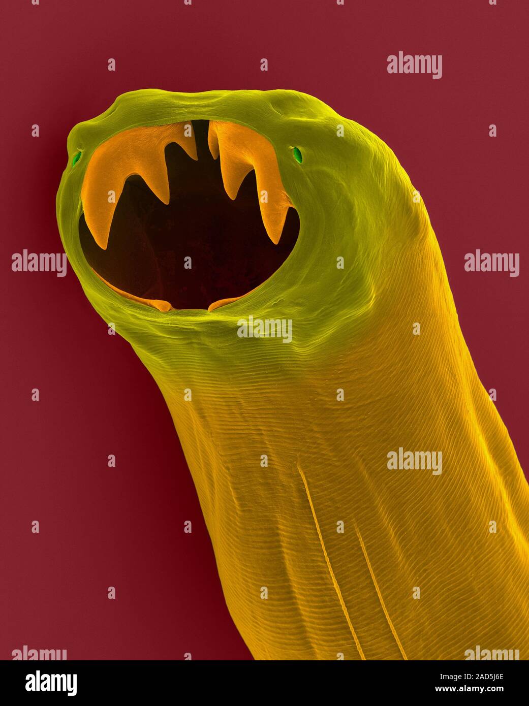 Coloured scanning electron micrograph (SEM) of Dog hookworm buccal ...
