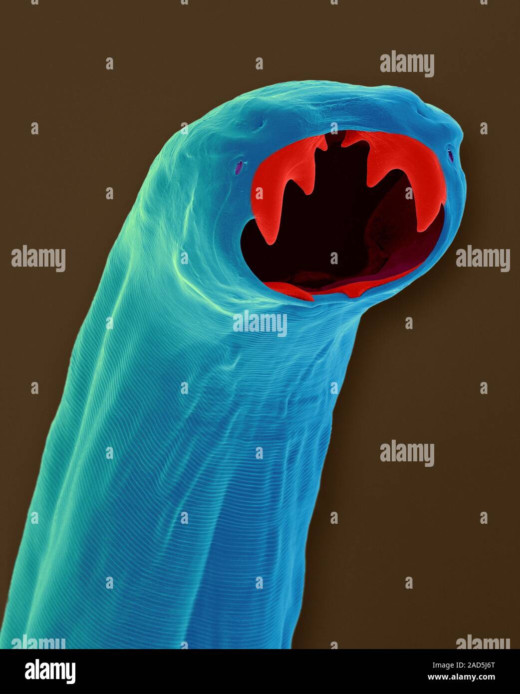 Coloured scanning electron micrograph (SEM) of Cat hookworm buccal ...