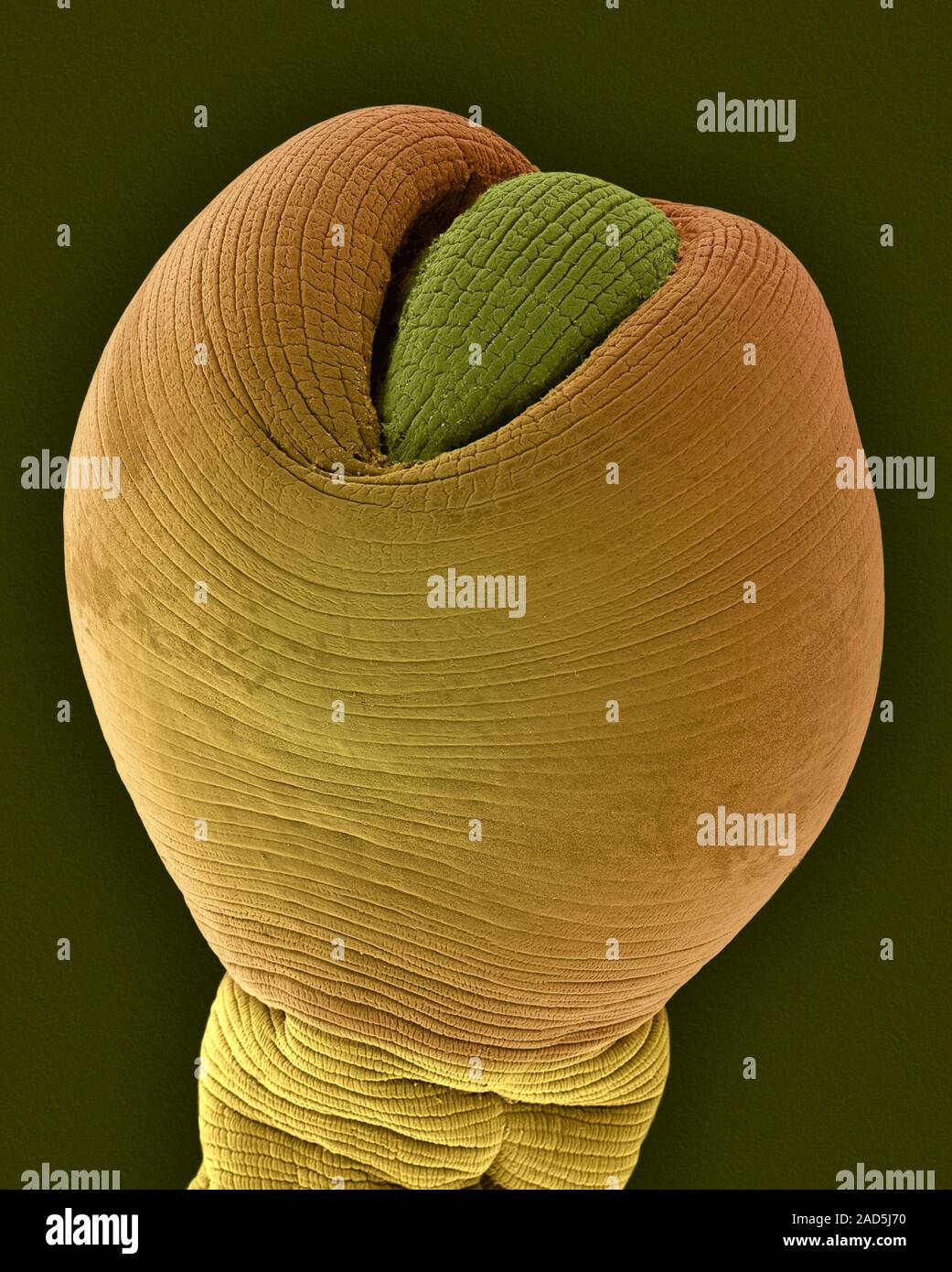 Coloured scanning electron micrograph (SEM) of Dog tapeworm ...