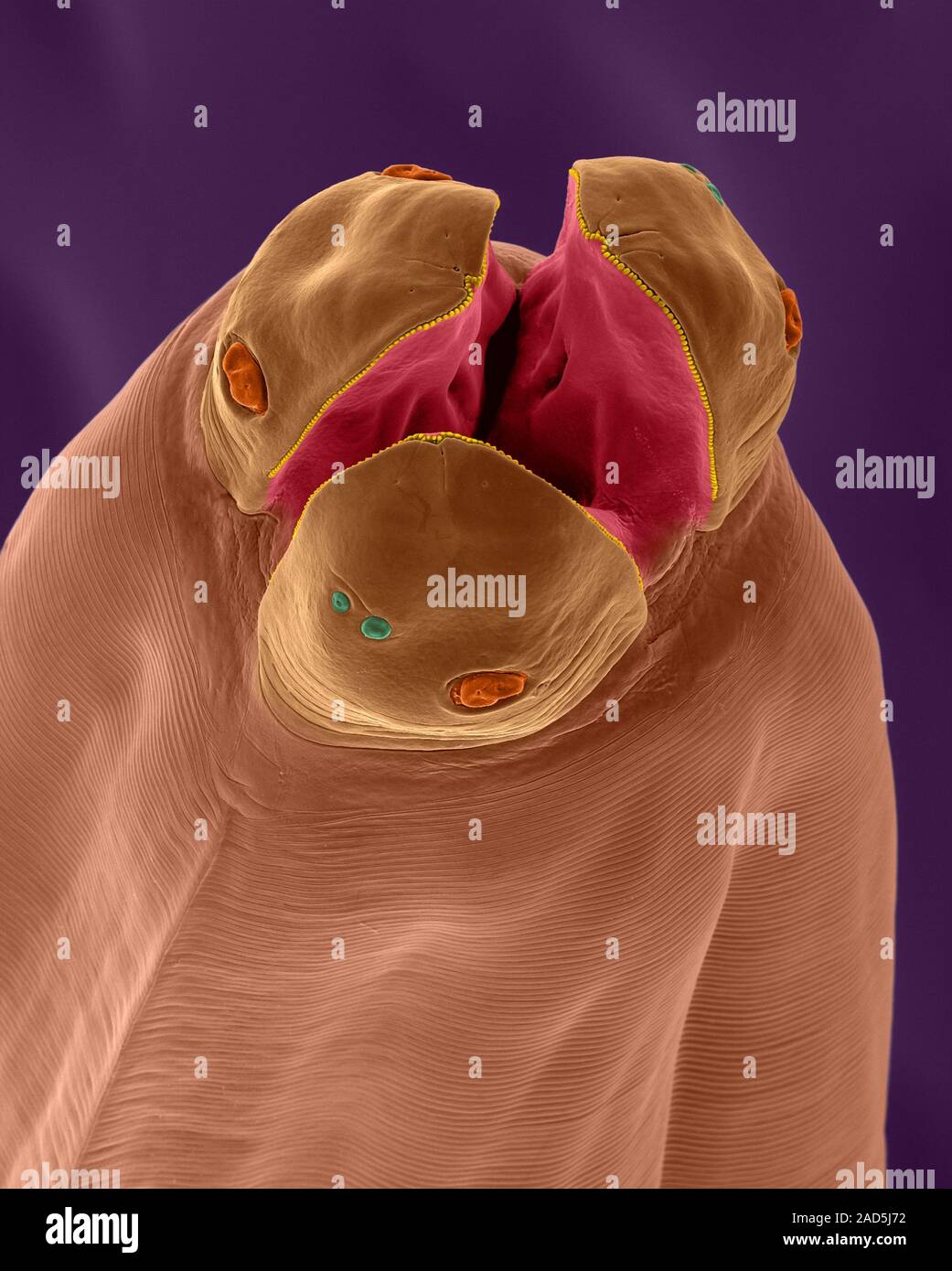 Coloured scanning electron micrograph (SEM) of Dog intestinal roundworm ...