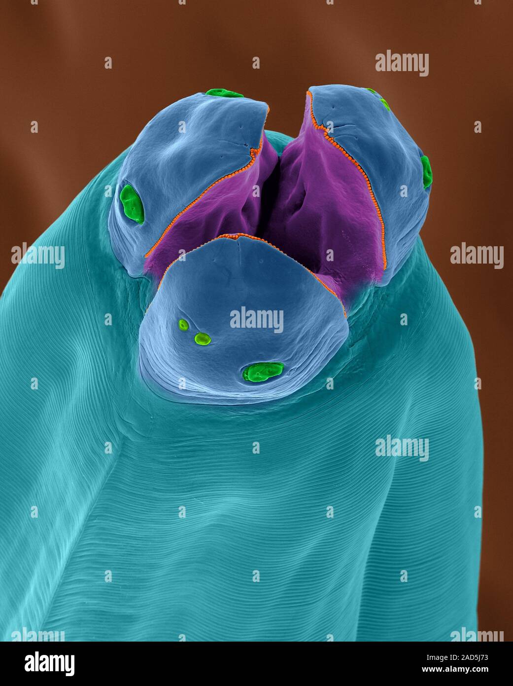 Coloured scanning electron micrograph (SEM) of Dog intestinal roundworm ...