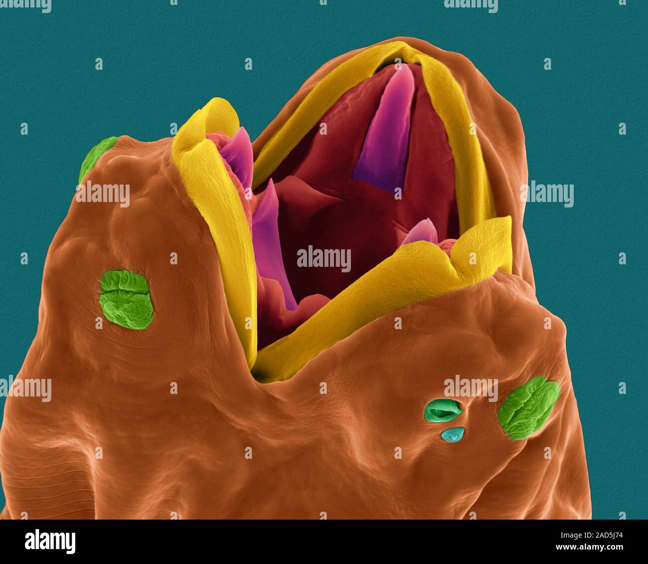Coloured scanning electron micrograph (SEM) of Poultry roundworm ...