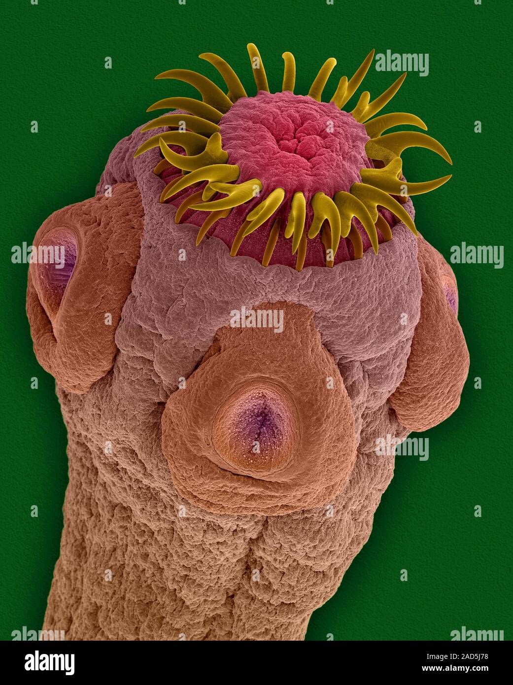 Coloured Scanning Electron Micrograph Sem Of Cat Intestine Tapeworm Taenia Taeniaeformis