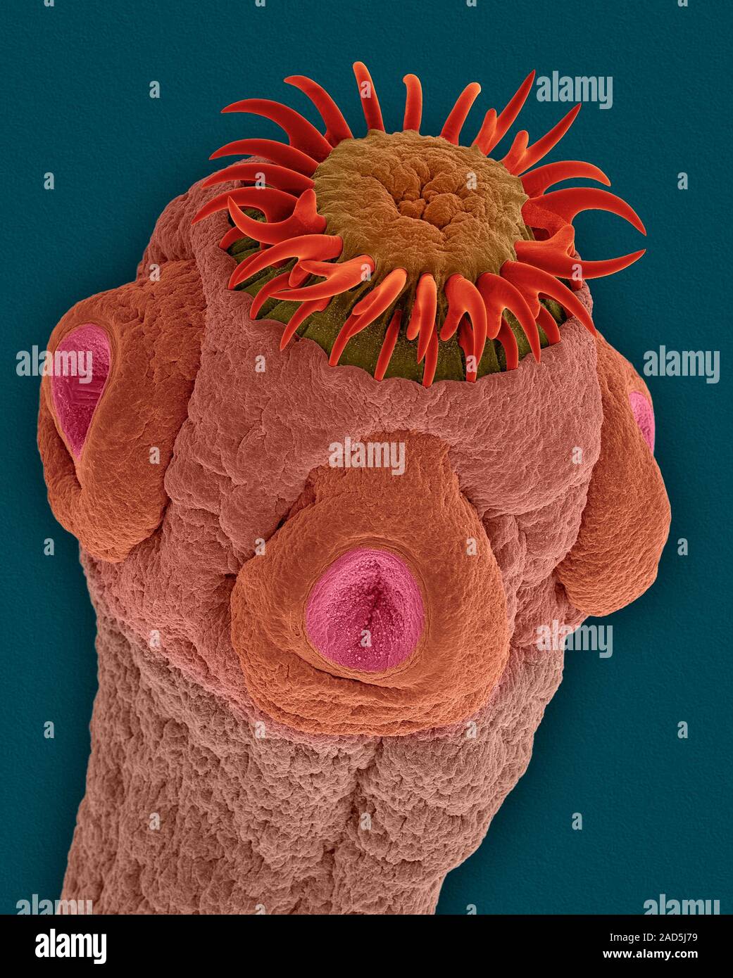 Coloured scanning electron micrograph (SEM) of Cat intestine tapeworm ...