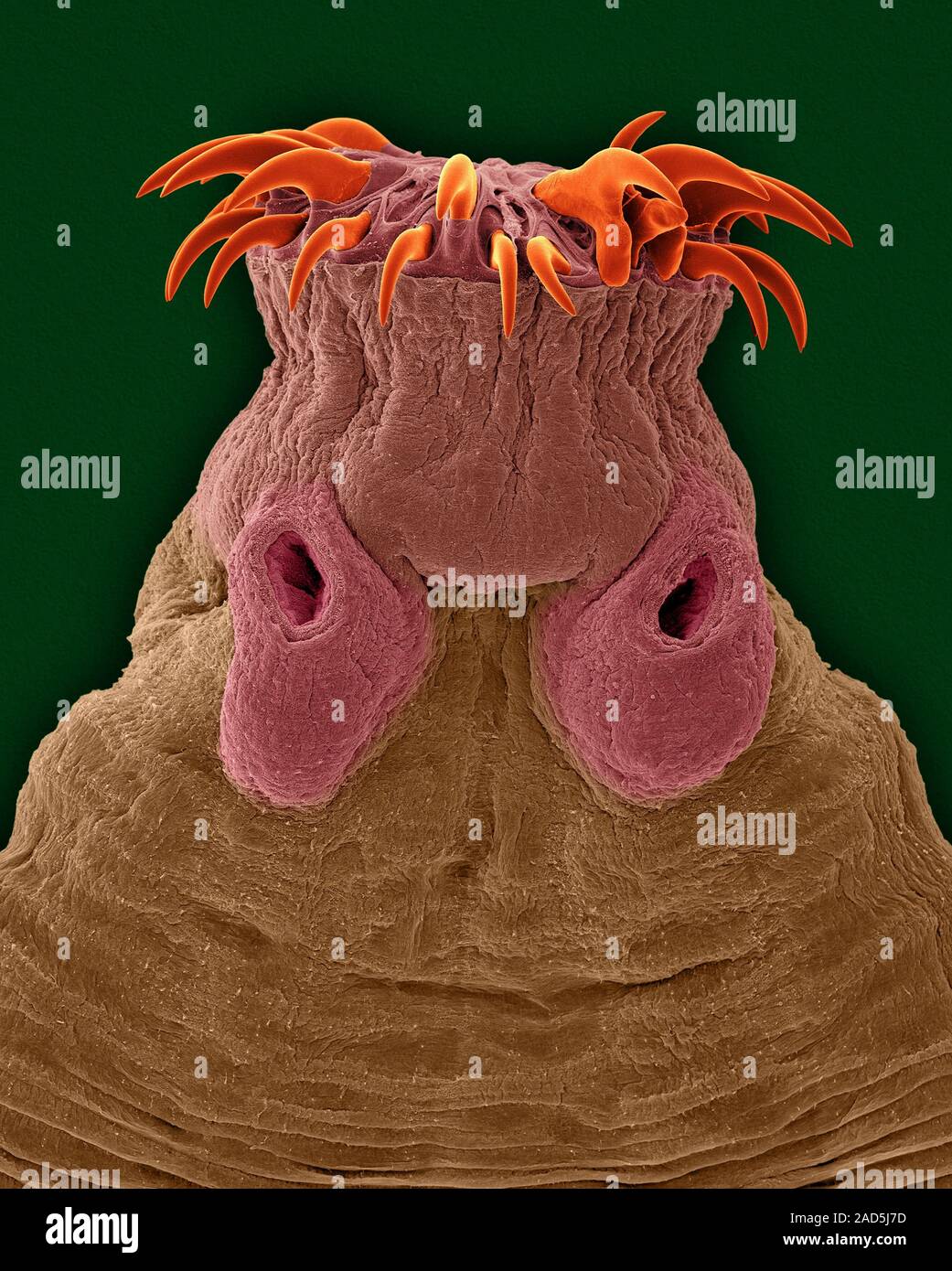 Coloured scanning electron micrograph (SEM) of Mammal intestine ...