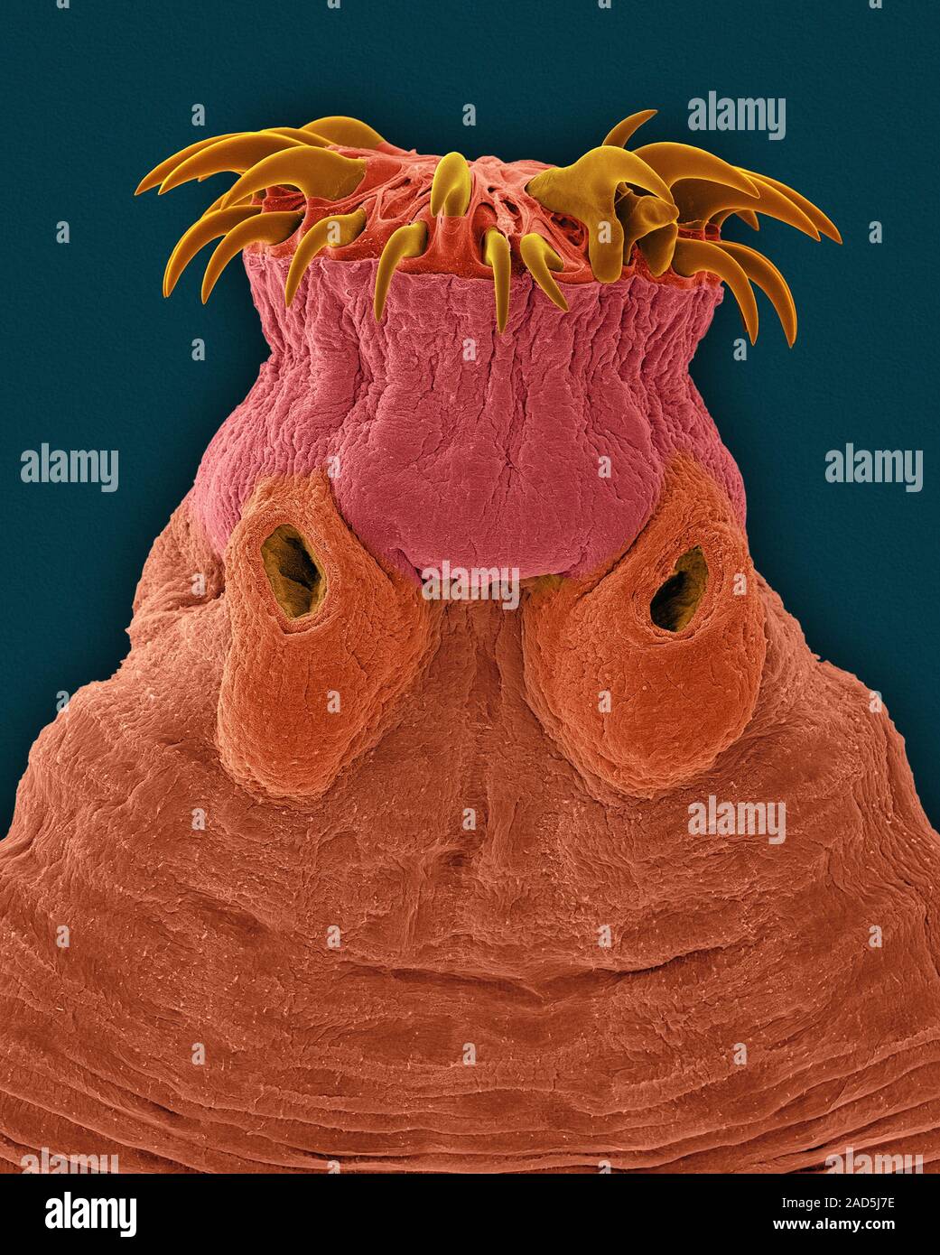 Coloured scanning electron micrograph (SEM) of Mammal intestine ...