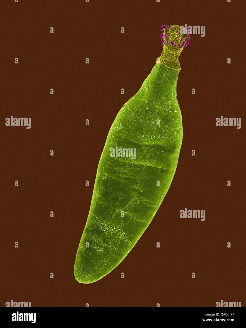 Coloured scanning electron micrograph (SEM) of Thorny-headed worm ...