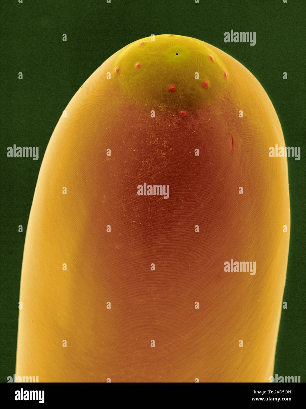 Coloured scanning electron micrograph (SEM) of Dog heartworm anterior ...