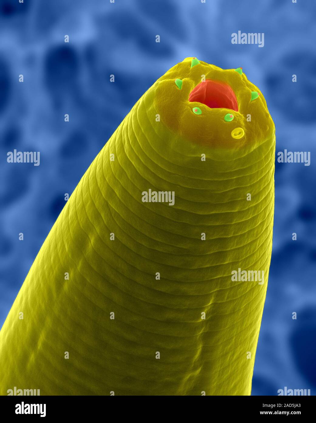 Coloured scanning electron micrograph (SEM) of Free-living soil ...