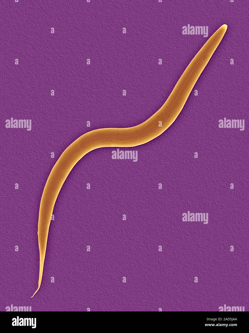 Coloured scanning electron micrograph (SEM) of Free-living soil nematode (Caenorhabditis elegans ...